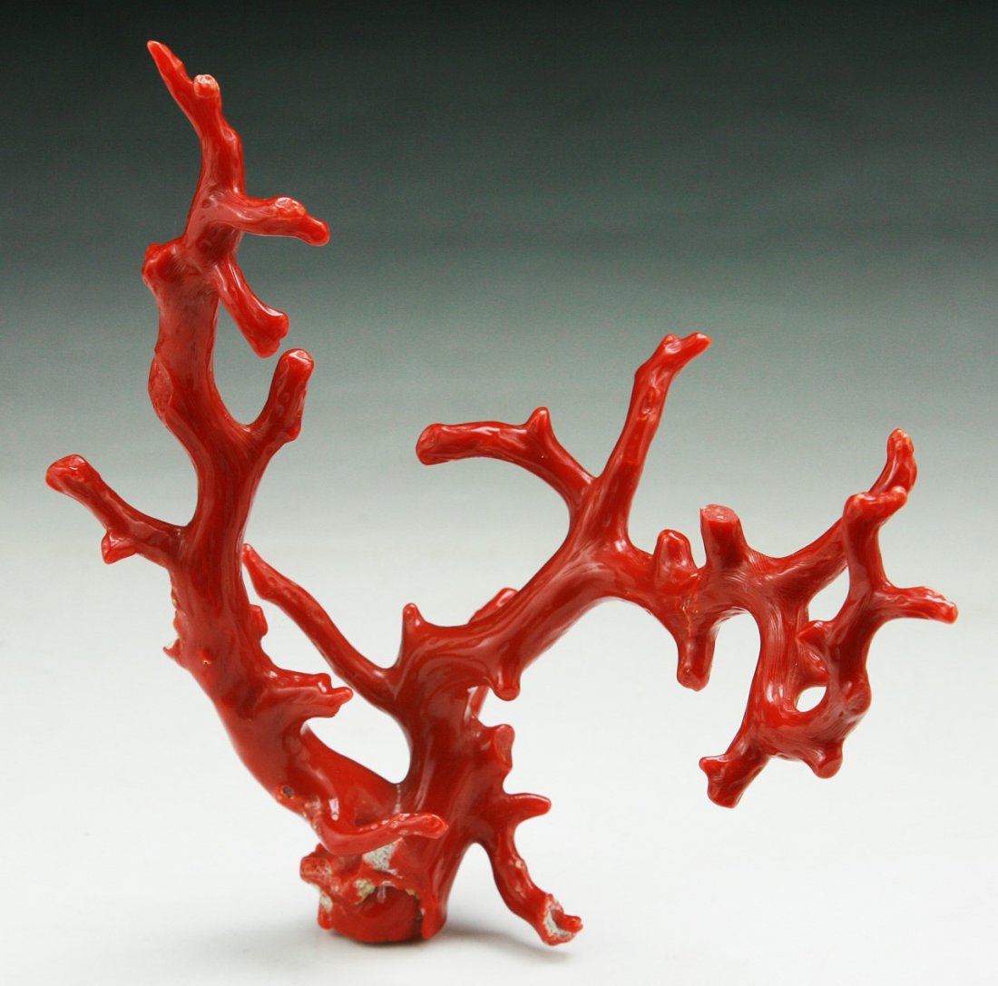 A Natural Aka Red Coral Branch