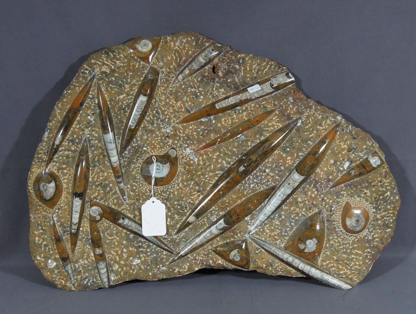 Large, Old Fossilized Rock Auction