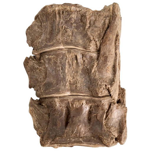 Fossilized Dinosaur Vertebrae