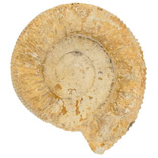 Large Limestone Ammonite Fossil