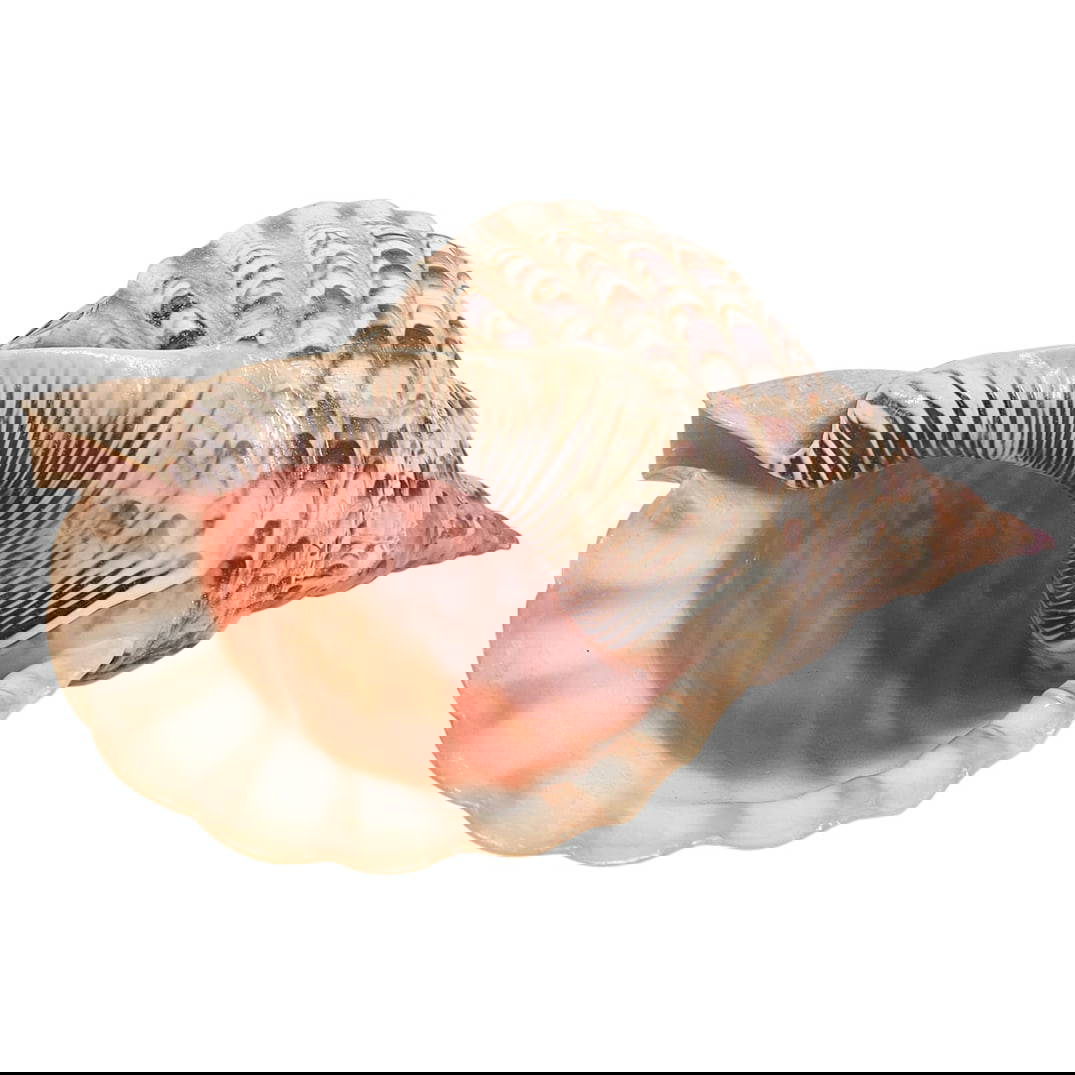 Large Pacific Ocean Triton's Trumpet Conch Shell Auction