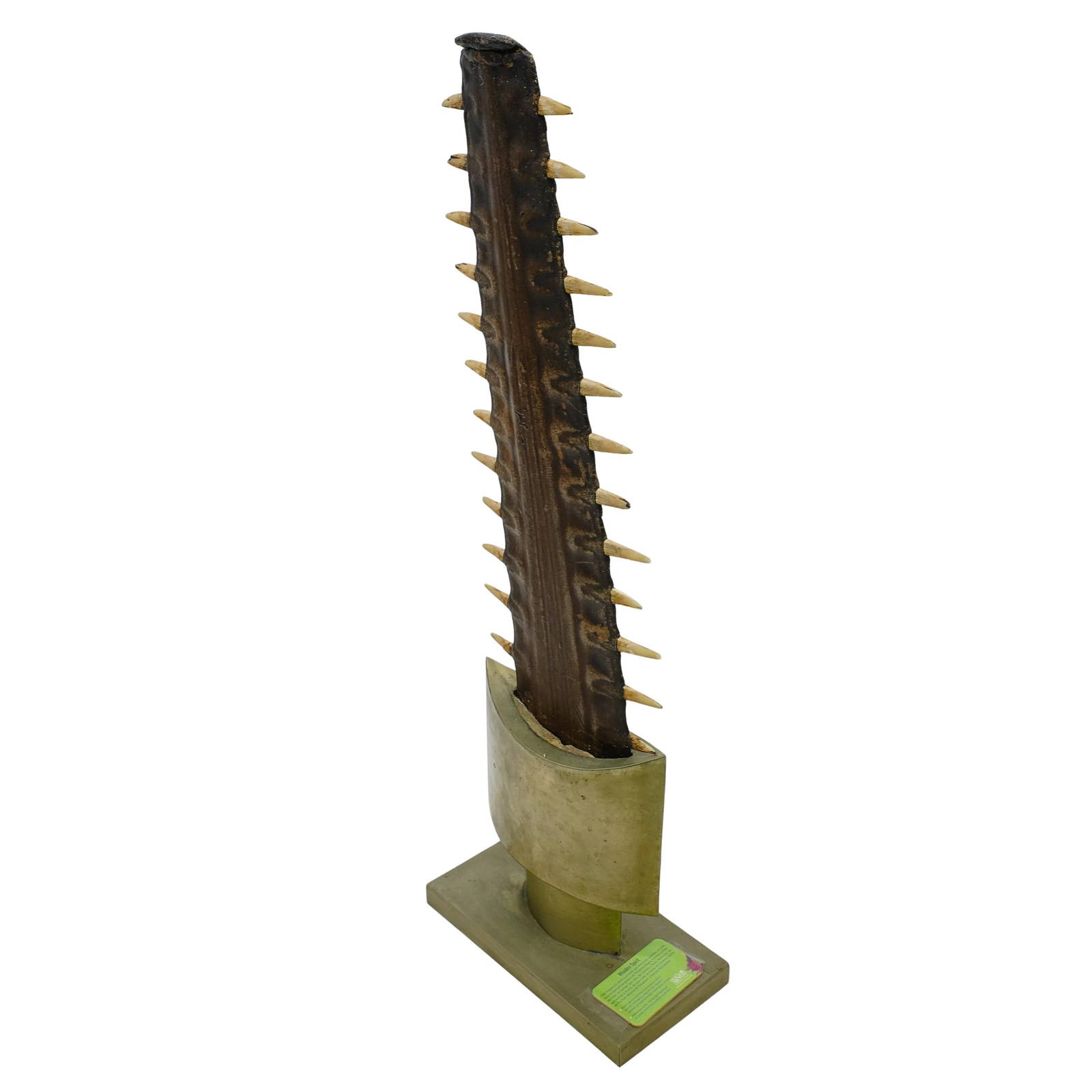 Sawfish Rostrum On Metal Base Auction