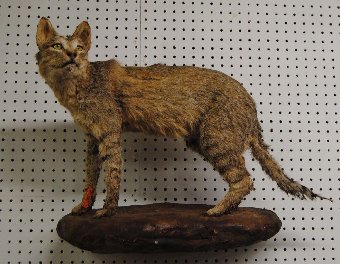 African Wildcat Cat Full Body Taxidermy Mount