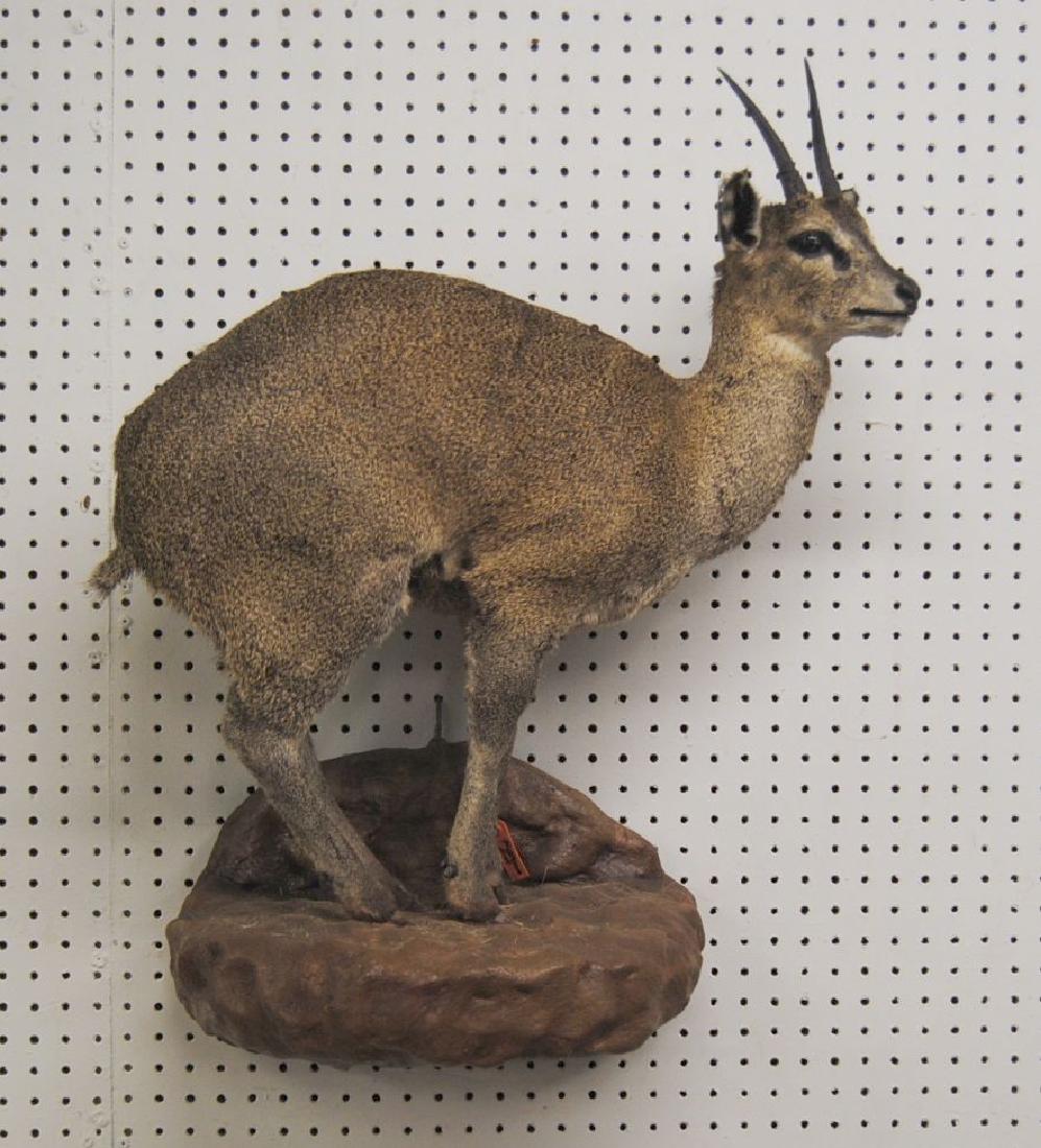 African Klipspringer Full Body Taxidermy Mount Trophy