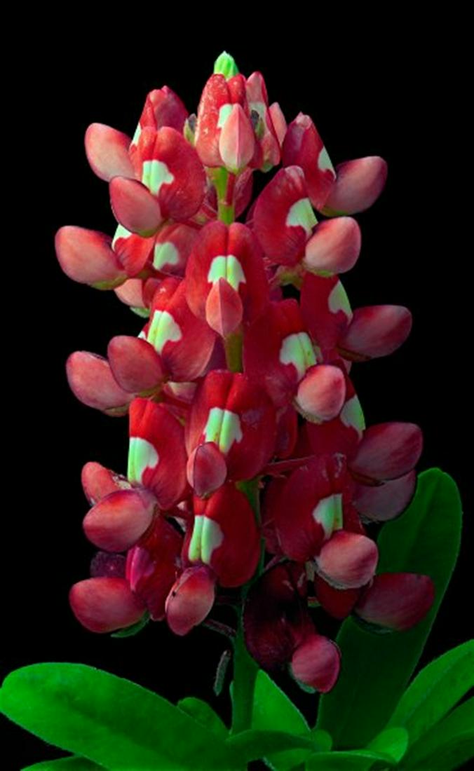 Aggie Bluebonnet ~ Richard Reynolds