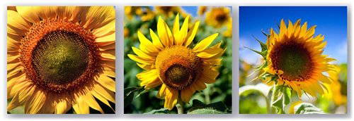 Three 15x15 Images. Sunflower Trio By Doug Cavanah