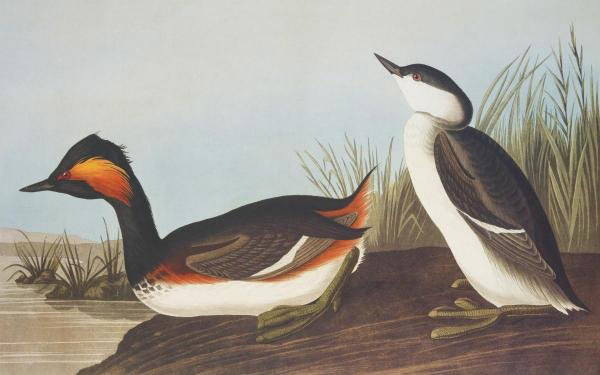 John James Audubon Eared Grebe