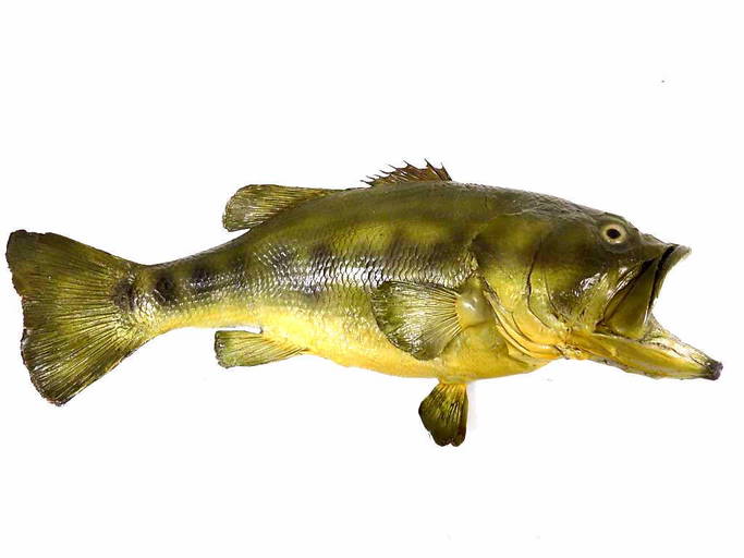 Vintage Bass Fish Taxidemy Mount