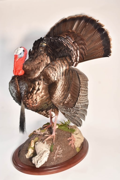 Full Body Mount Turkey Nice! Auction