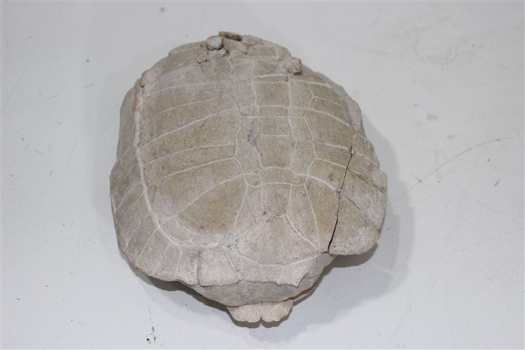 Fossil Turtle Testudo Thomsoni