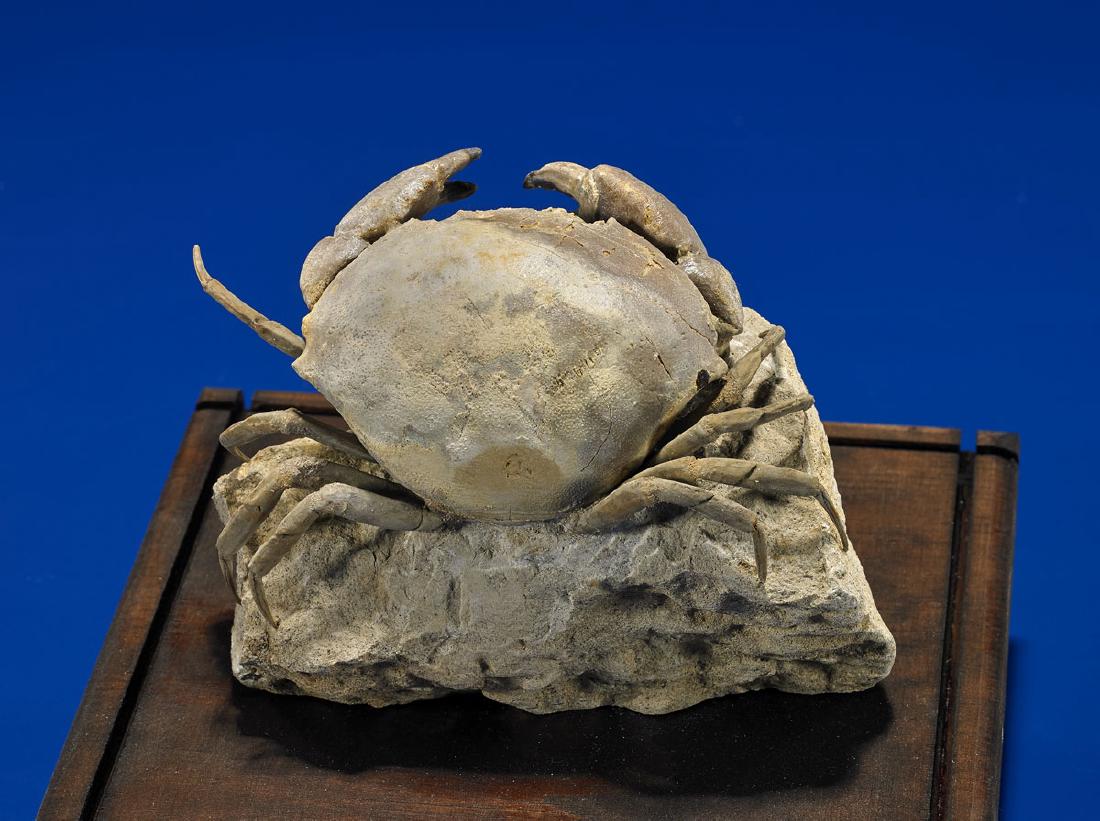 FOSSIL CRAB