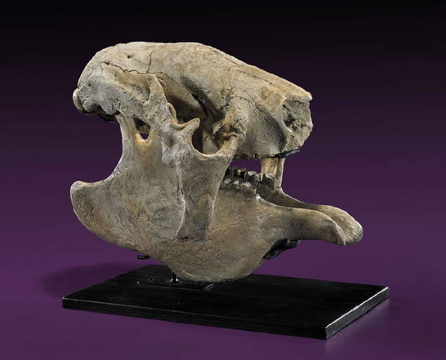 Giant Ground Sloth Skull