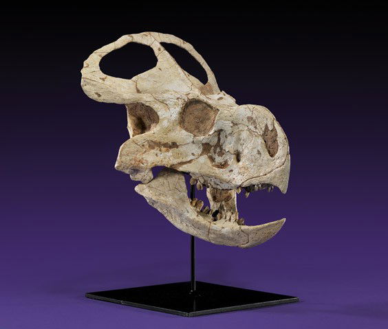 JUVENILE PROTOCERATOPS SKULL