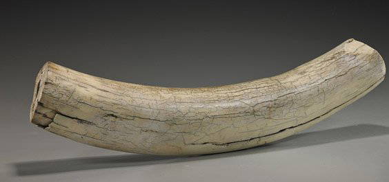 Section Of Ancient Mammoth Tusk