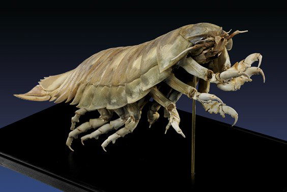 GIANT ISOPOD TRILOMORPH - "LIVING FOSSIL" - May 04, 2013 | I.M. Chait ...