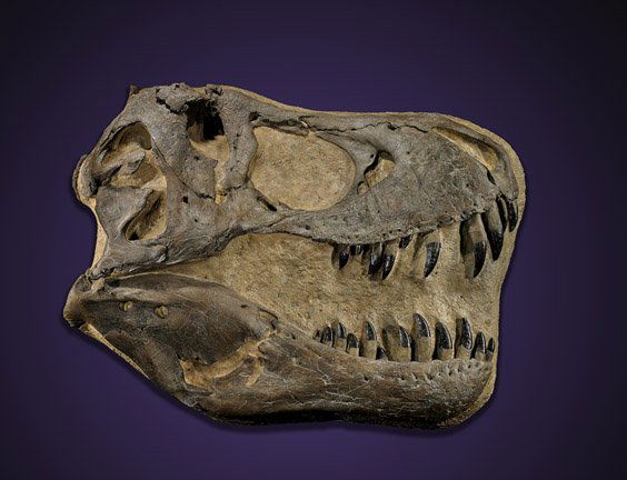 SUPERB T.REX SKULL CAST - "STAN" - May 04, 2013 | I.M. Chait Gallery ...
