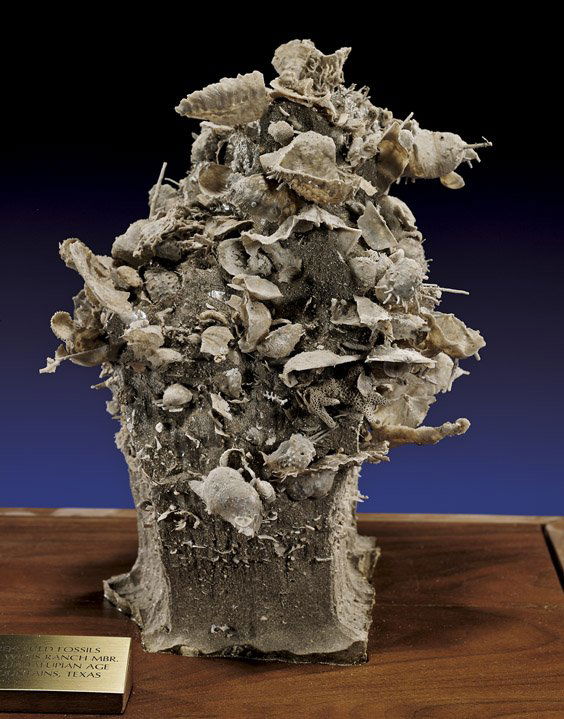 RARE SILICA-REPLACED FOSSIL SEA-SHELLS