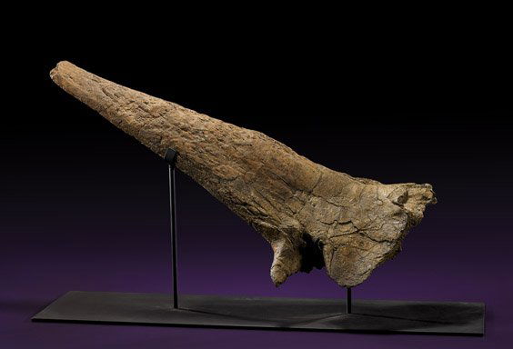 EXCEPTIONAL TRICERATOPS BROW HORN