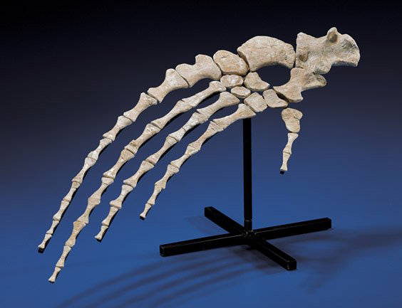 Large Mosasaur Paddle