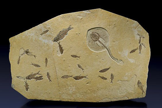FOSSIL STINGRAY WITH FOSSIL FISH