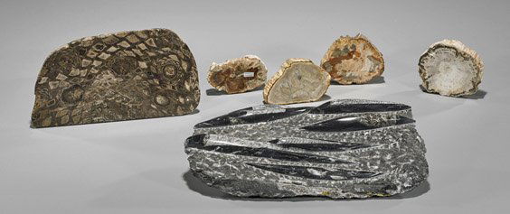 Six Natural History Specimens