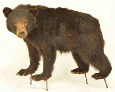 Nice Full Body Mount Black Bear Brown Phase