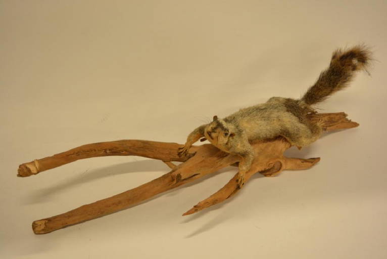 Full Body Squirrel Mount With Drift Wood Display