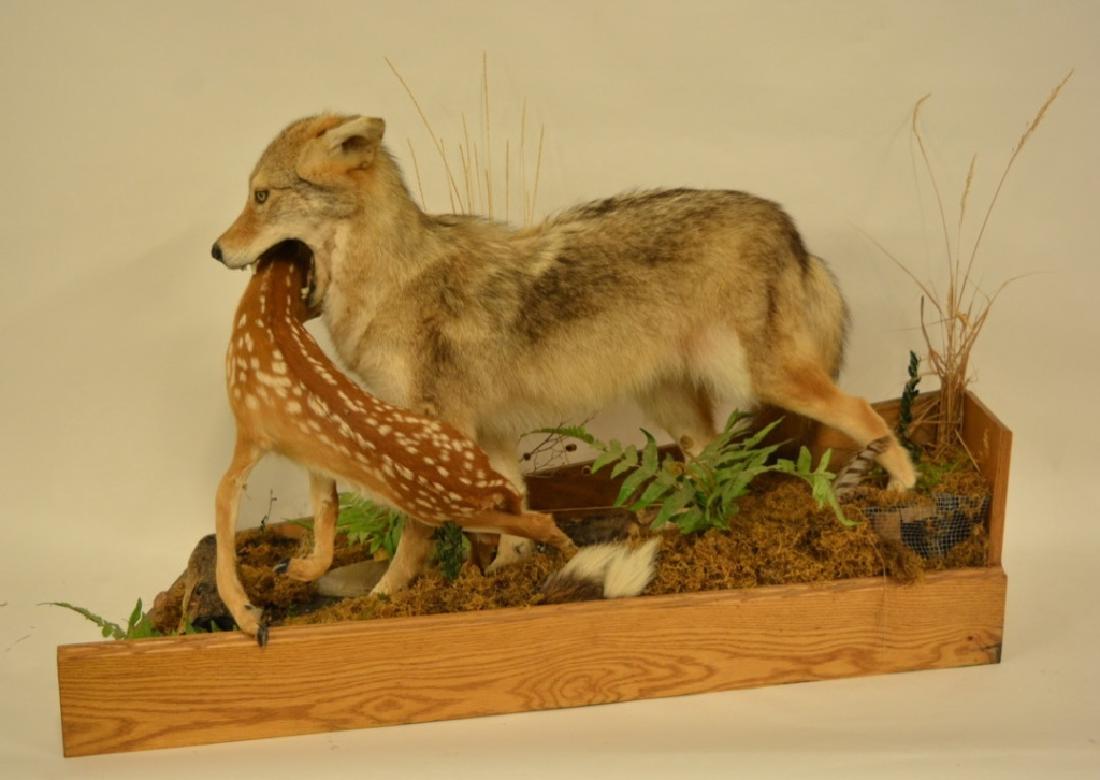 Full Body Mount Coyote Attacking Fawn Display