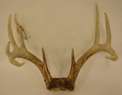 5 Point Deer Antler Mount