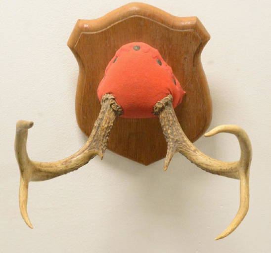 5 Point Deer Antler Mount
