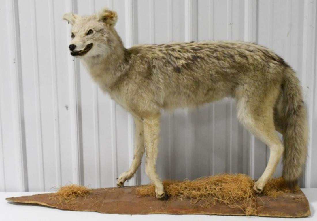 Full Body Coyote Mount On Base
