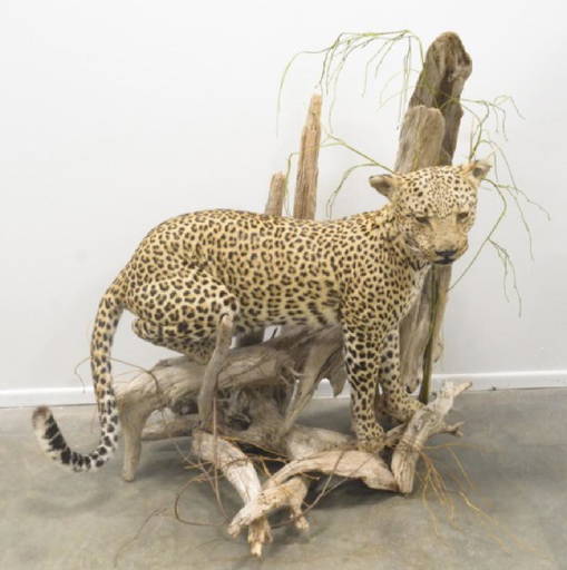 Full Body Leopard Floor Mount