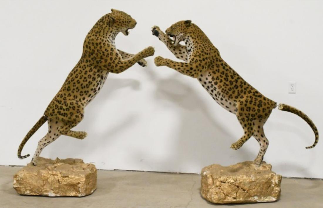 Life Size Faux Fighting Leopards