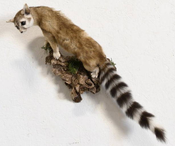 Texas Ringtail Full Body Wall Mount