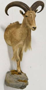 Aoudad Barbary Ram Sheep Half Body Taxidermy Mount;