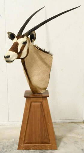 African Oryx Shoulder Mount On Wood Base