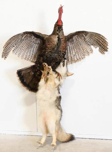 Full Body Coyote / Turkey Display Mount