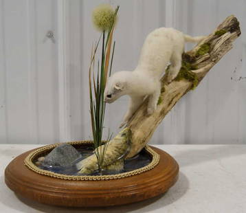 Taxidermy Headpiece Display