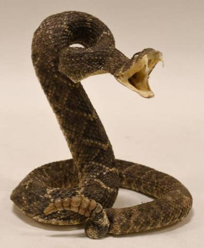 Full Body Rattle Snake Taxidermy