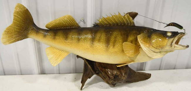 Trophy Walleye On Driftwood