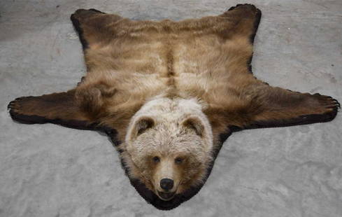 Interior Mountain Grizzly Bear Full Body Taxidermy Mount