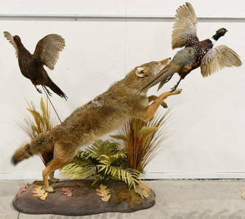 Montana Full Body Coyote Taxidermy Mount