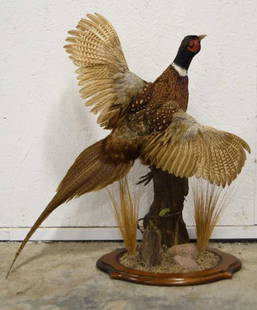 Flying Pheasant Full Body Mount