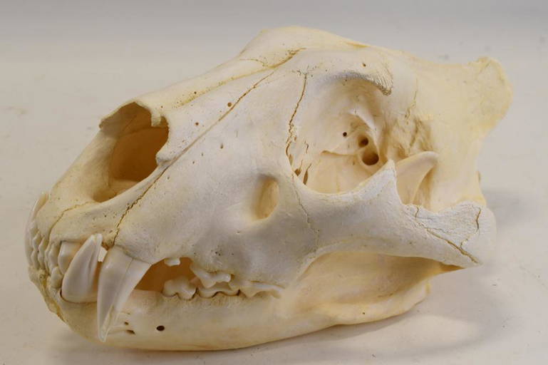 Large Full African Lion Skull