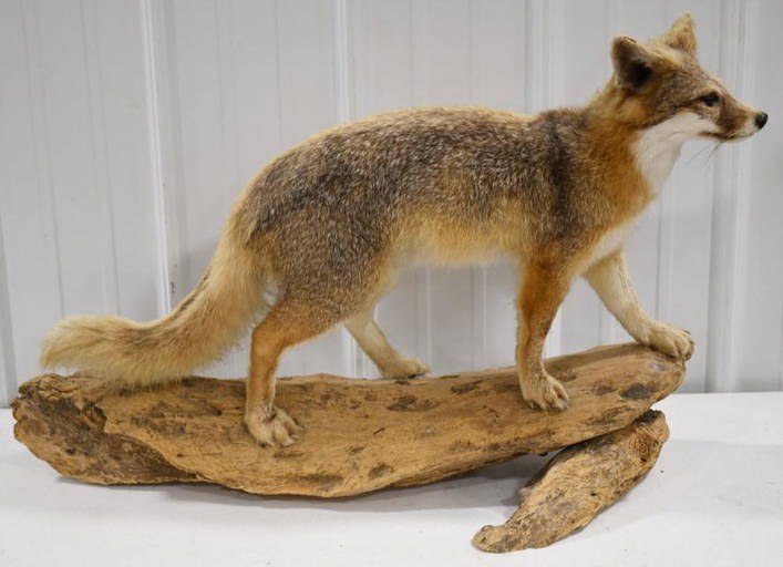 Full Body Taxidermy Brown Fox Mount