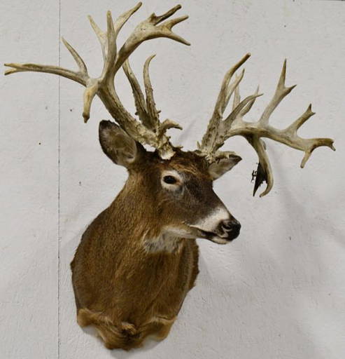 33 Point Non Typical Whitetail Buck Shoulder Mount