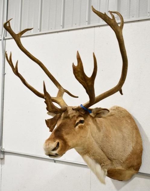 Large Caribou Taxidermy Shoulder Mount