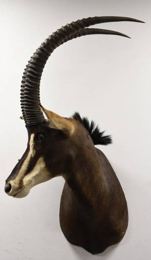 African Sable Antelope Shoulder Mount