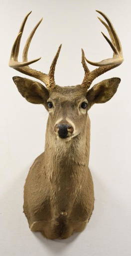 10 Point Whitetail Deer Shoulder Mount (#1014) on Jan 16, 2022 | Kraft ...