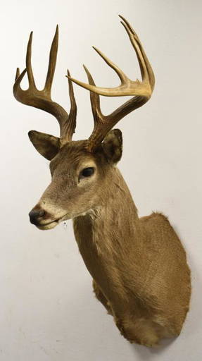 11 Point Whitetail Deer Shoulder Mount